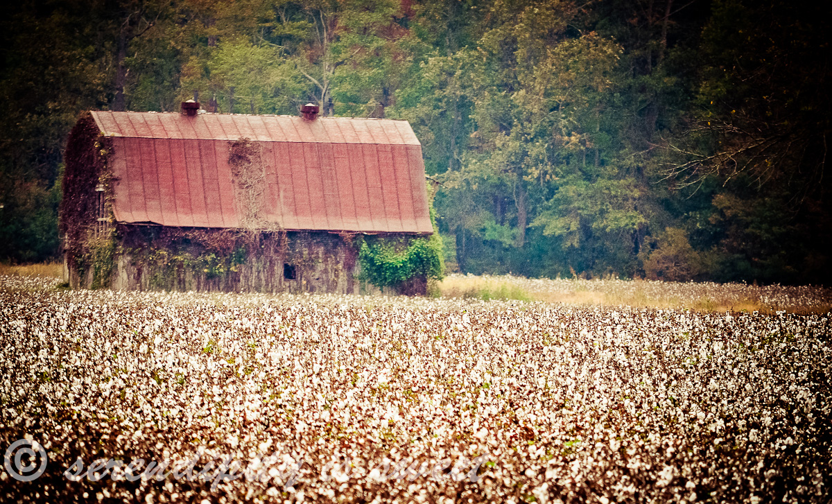 Serendipity is Sweet: Thursday's Shots - Cotton Field