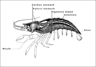 Biochemistry/Diffusion/Osmosis/Body Systems: Crayfish
