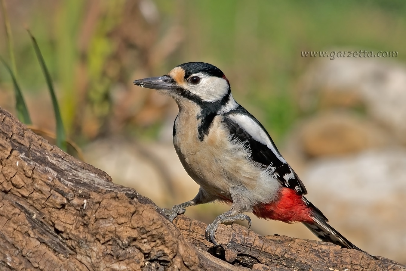 Pensierini sparsi: Picchio rosso maggiore