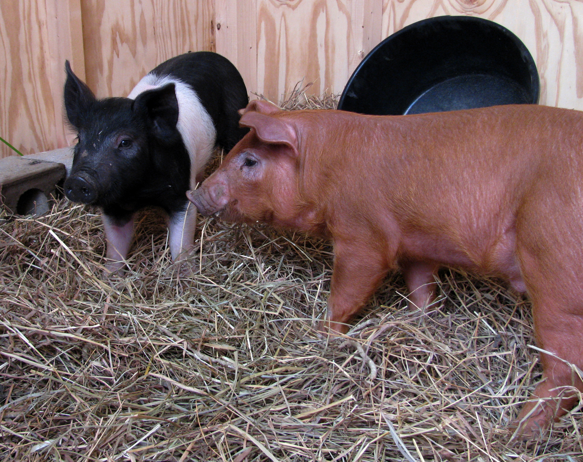 Lester's Flat: Pigs are here and the shed is red