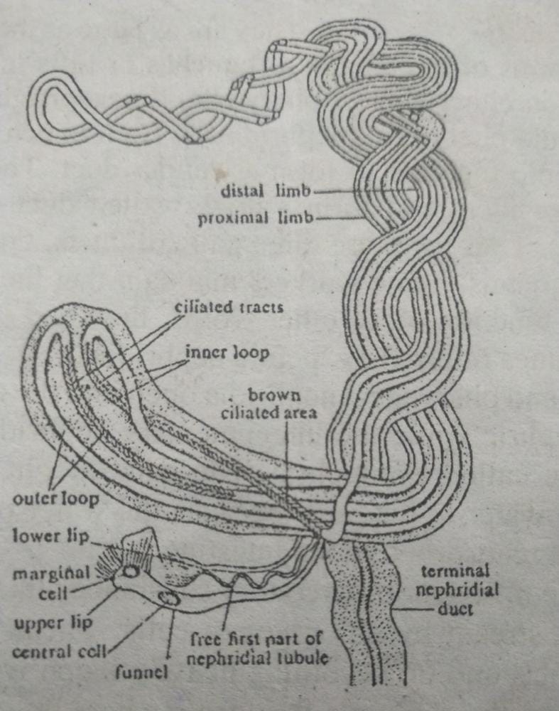 Describe the excretory system of Pheretima.