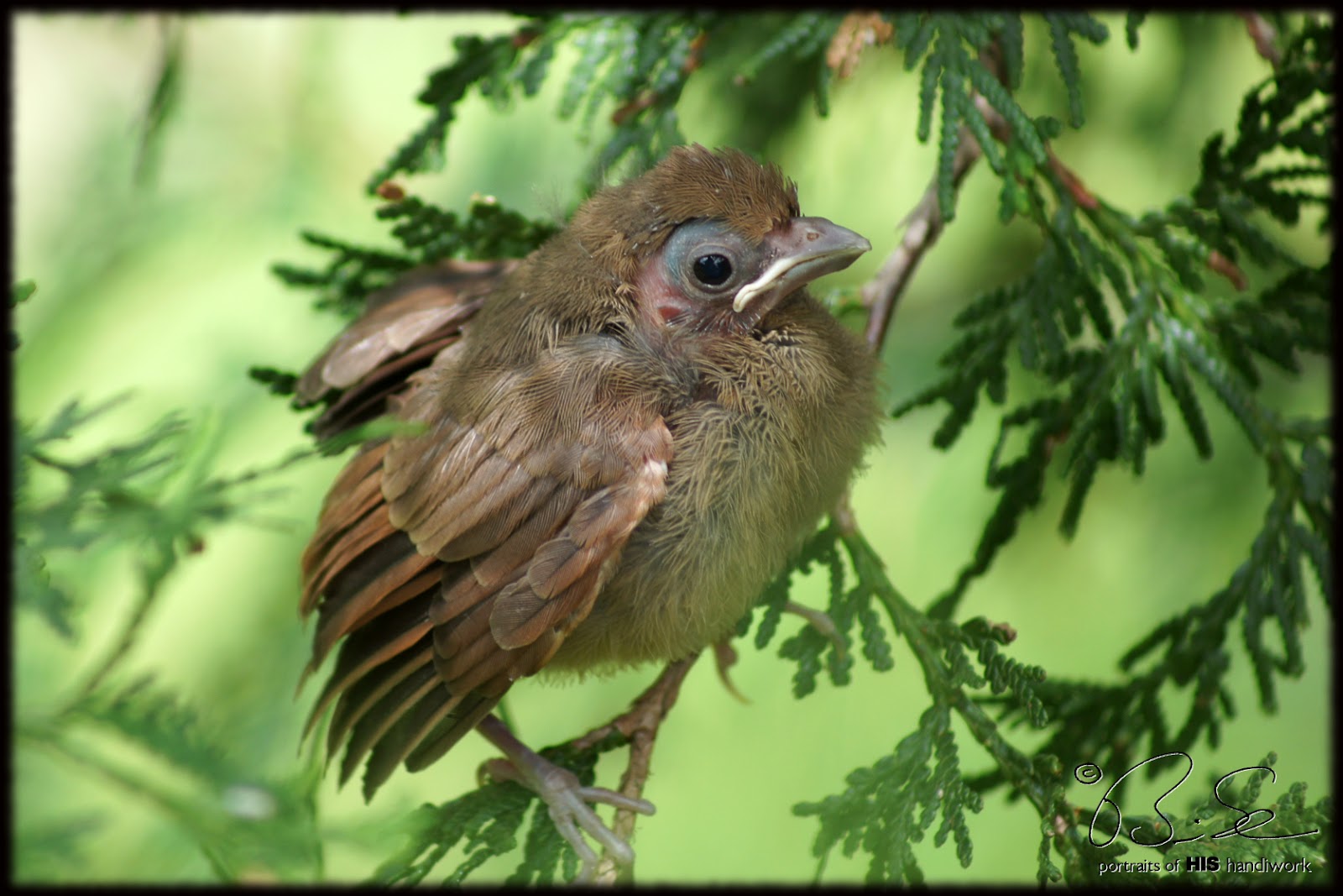 portraits of HIS handiwork: June 2012