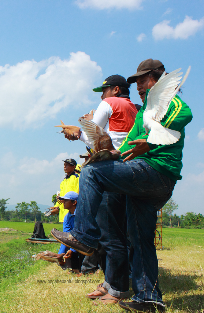Bocahe Bantul: Lomba Balapan Merpati Balap di Trek Ganjuran Bantul