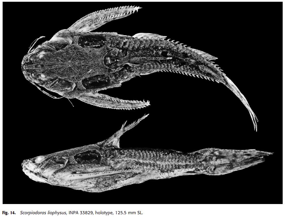 Species New to Science: [Ichthyology • 2011] Taxonomic revision of ...