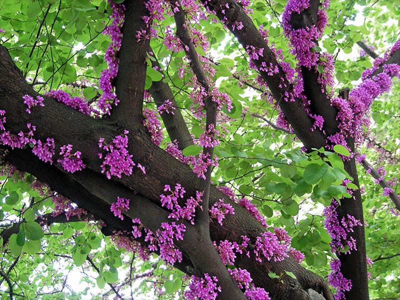 Árbol del amor o árbol de Judas (Cercis siliquastrum): ficha