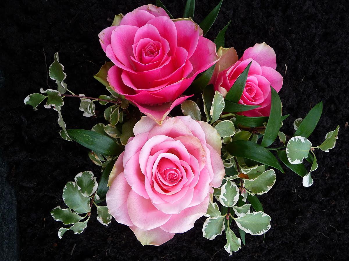 Il canto delle sirene: Tre rose