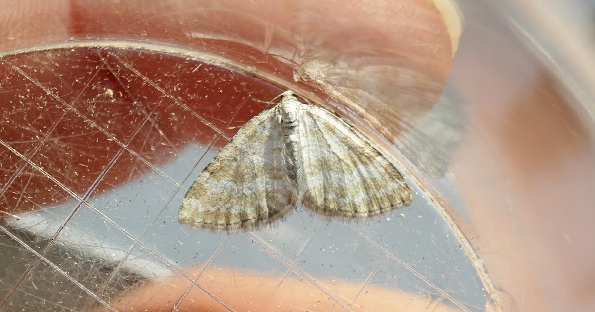 Non-Stop Birding: Lodza moffs