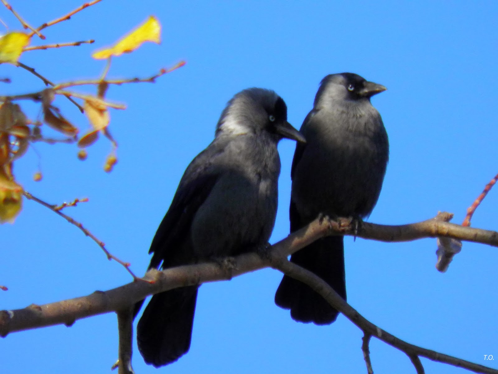 PASARI DIN ROMANIA: STANCUTA, Corvus monedula