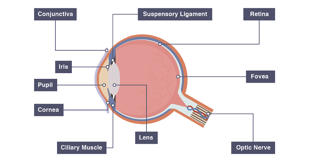 Igcse Biology 2017 2 91 Describe The Structure And Function Of The