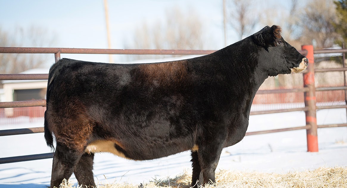 RCC Blog: 3C - Classic Cattle Company