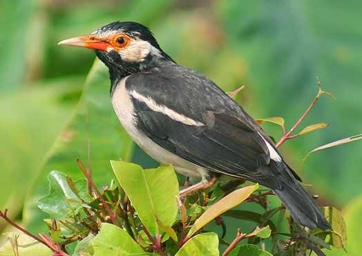 Hobi dan Bisnis. Jualan Burung Kicauan Memang Menggiurkan - MEDIA UTAMA NET