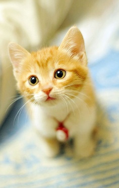 Adorable yellow kitten - Annie Many