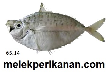 Ikan Petek, Cotek, Terongtong Atau Dots-and-dashes Ponyfish (Secutor ...