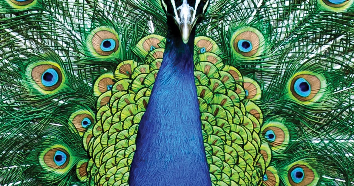 She Treads Softly: Blue: In Search of Nature's Rarest Color