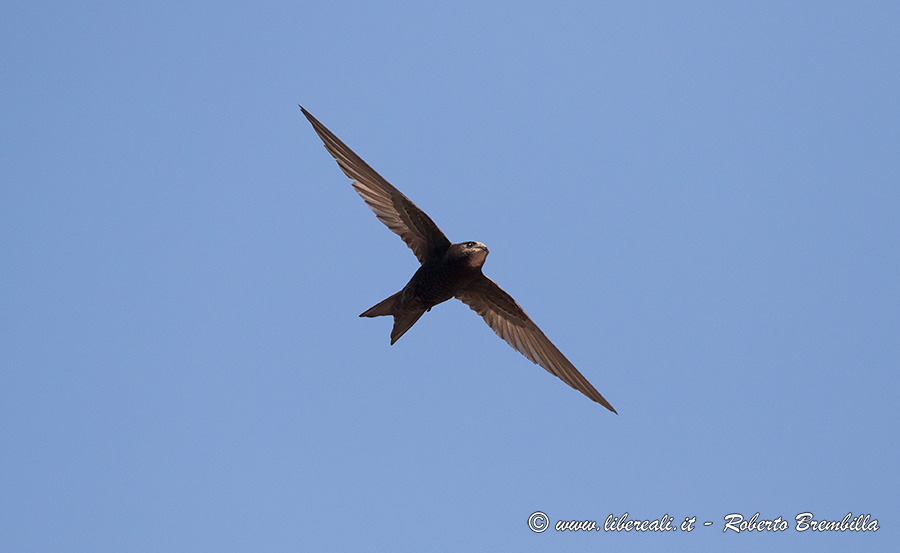 libereali: Il rondone.. ma pallido