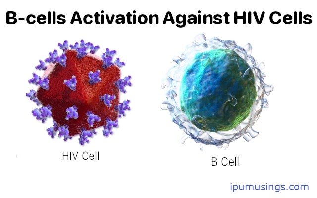 B-cells Activation Against HIV Cells #biotechnology #Biochemistry # ...