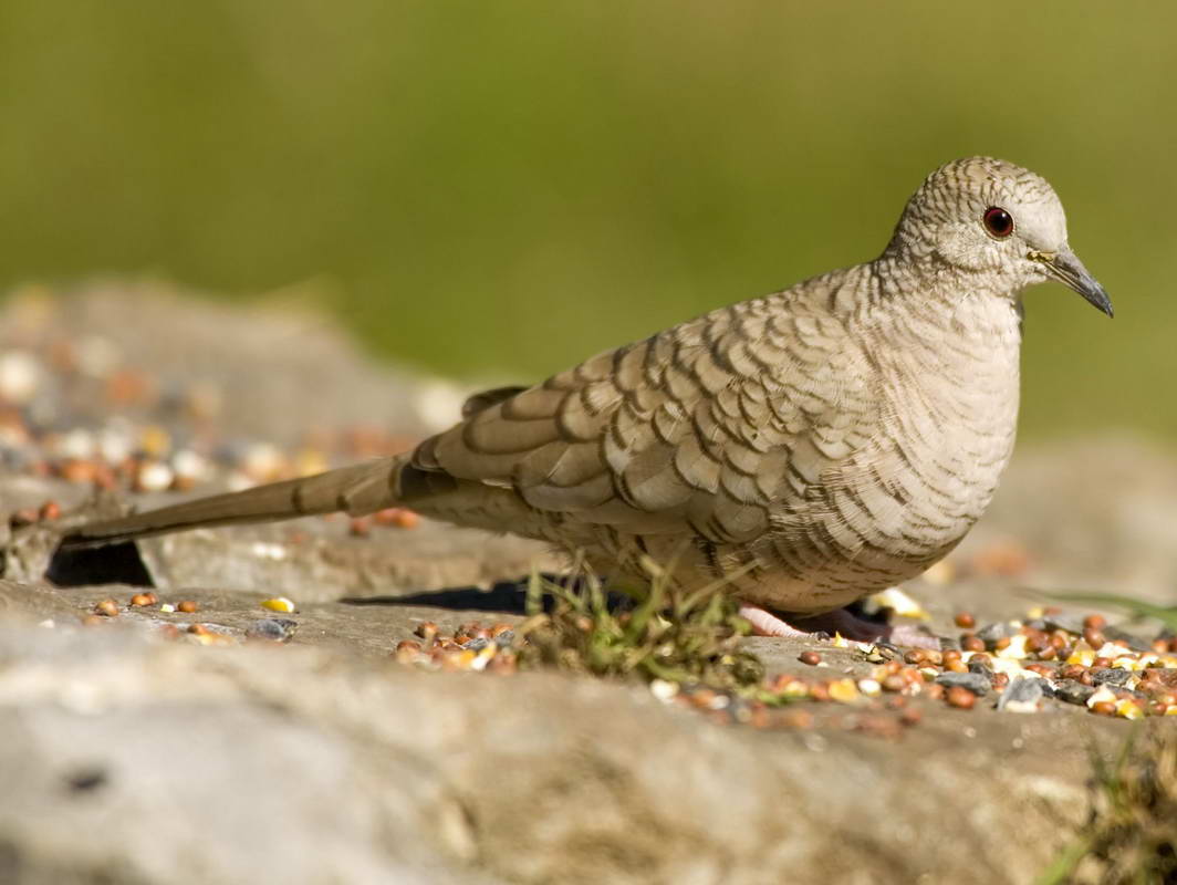 Inca Dove