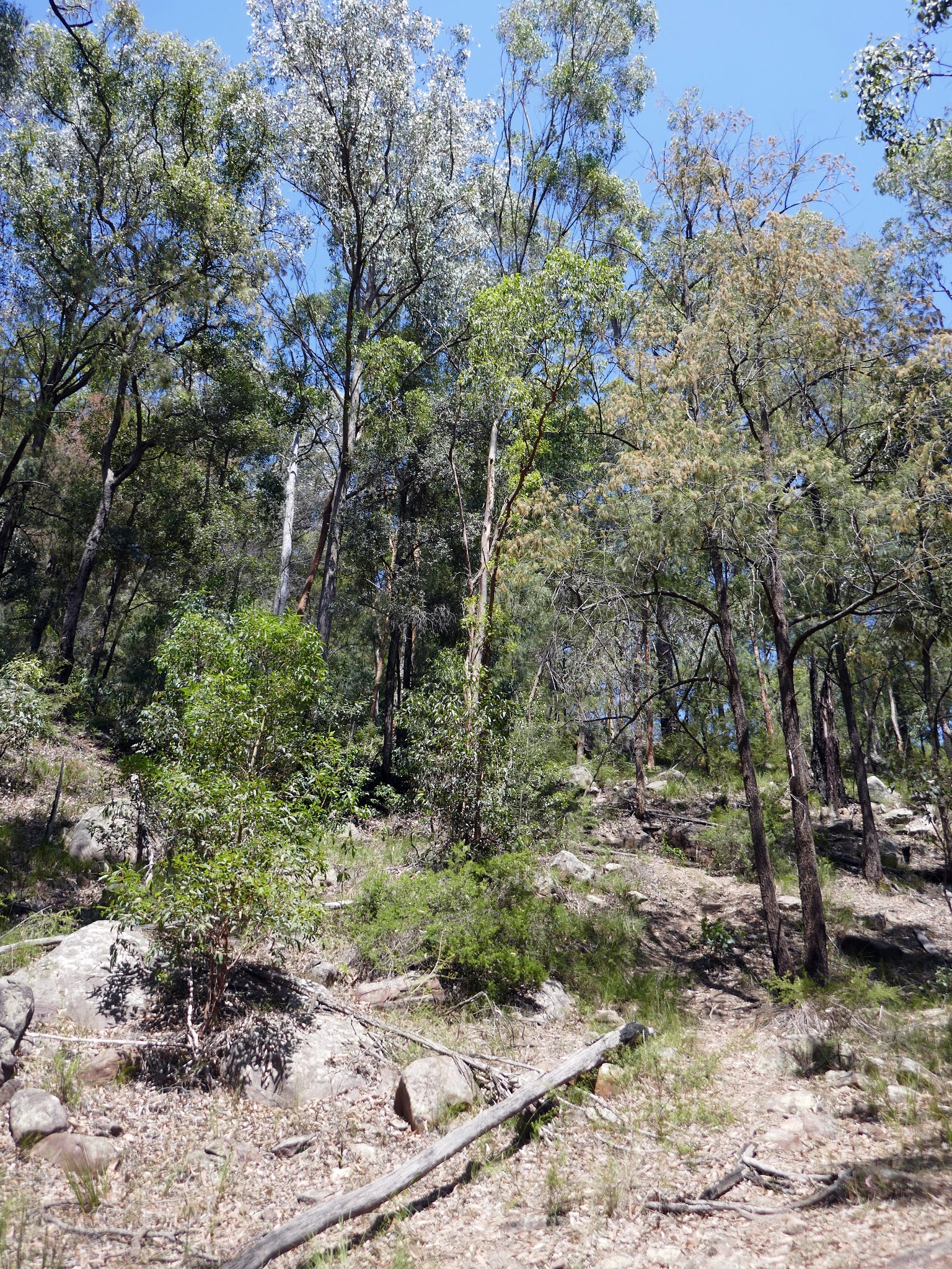 All The Gear But No Idea: Mount Portal, Red Hands Cave & Glenbrook Gorge