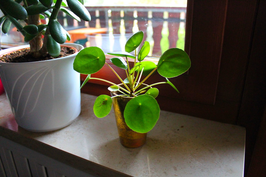 Pilea plant care and culture | Travaldo's blog