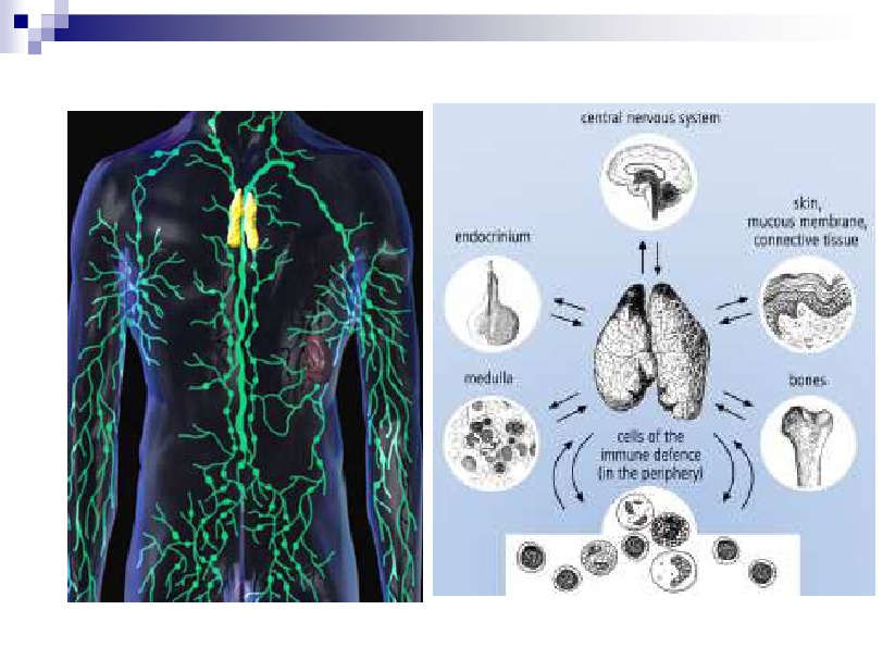 Fungsi dari Sistem Imun