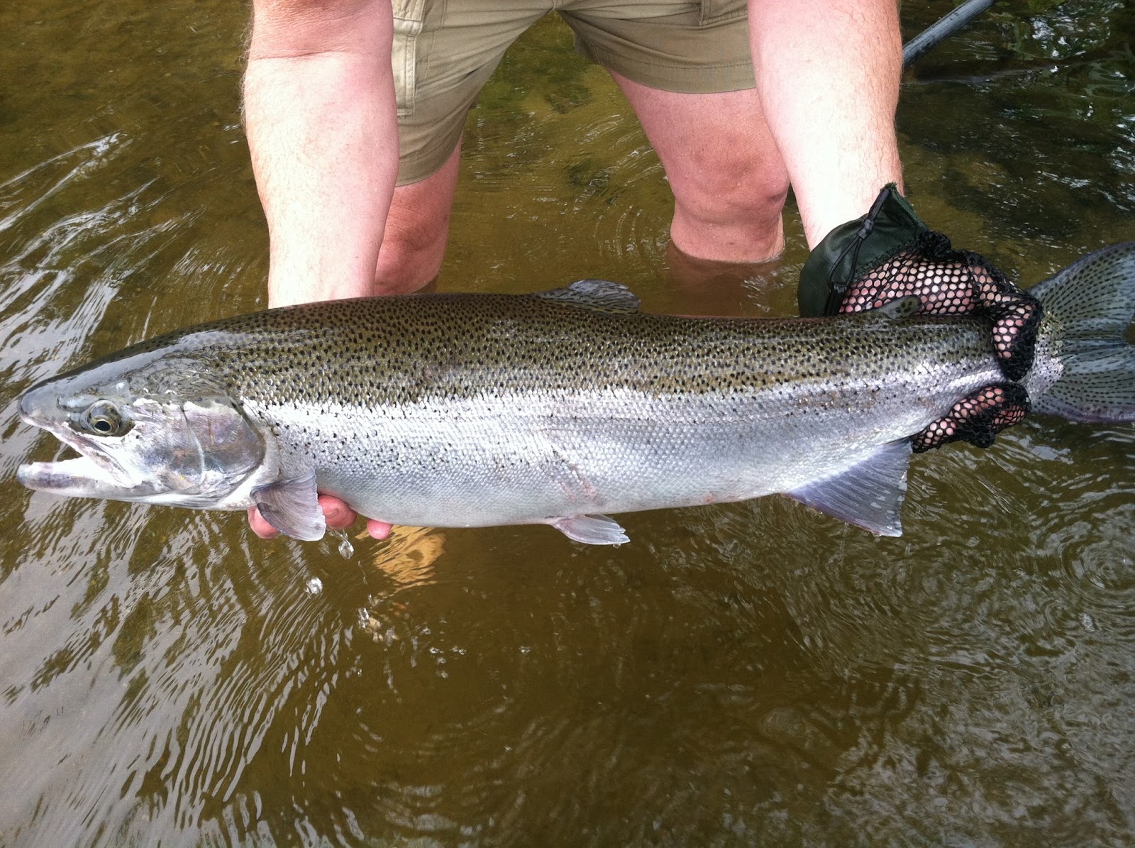 IT'S ALREADY STARTING...THE AMAZING SUMMER RUN SKAMANIA STEELHEAD ...