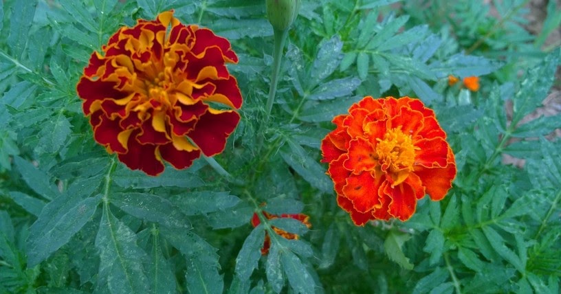 Marigolds | AROMATIC HERBS GROWING