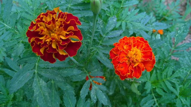 Marigolds