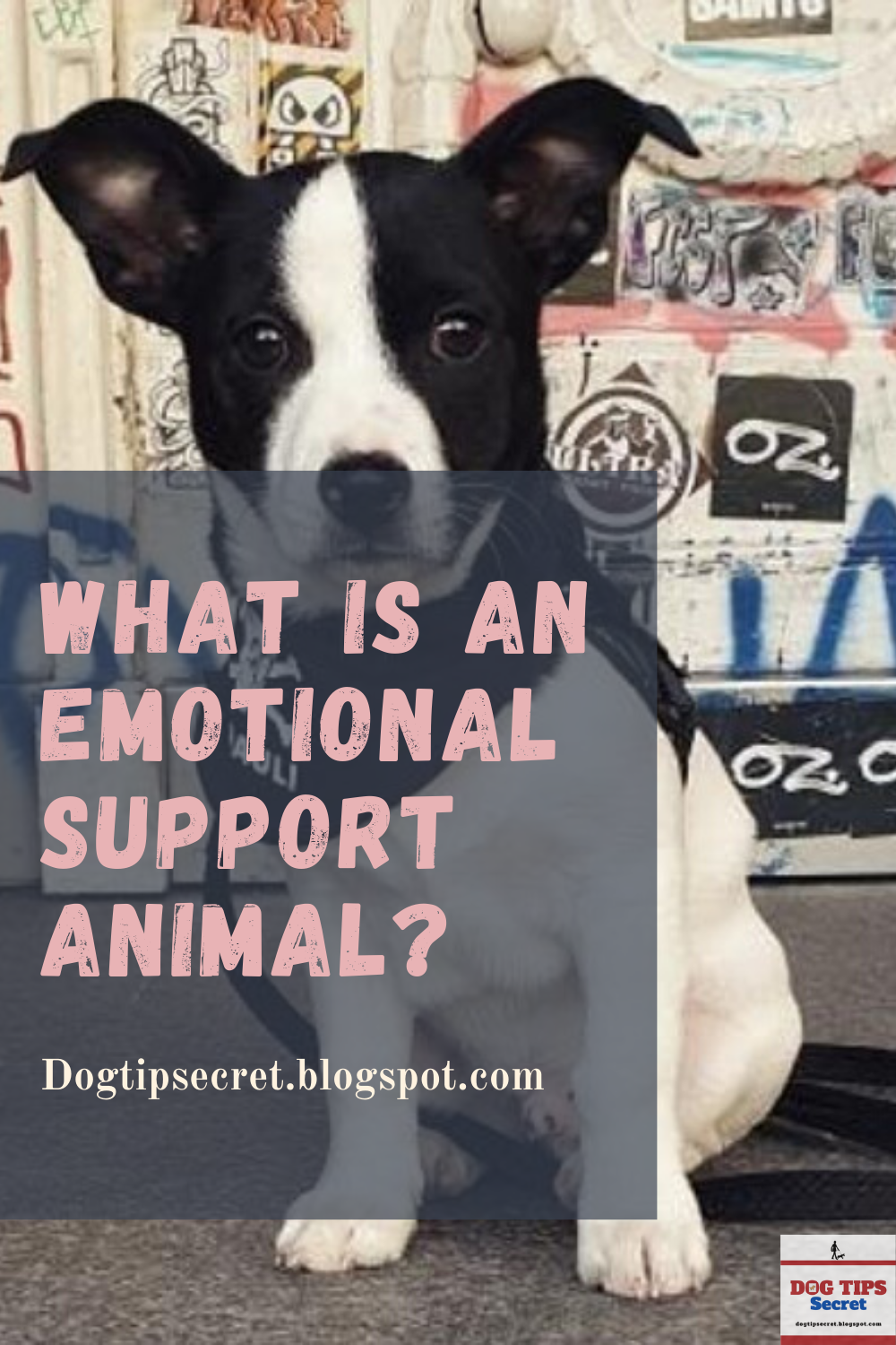 What Is an Emotional Support Animal- Dog Health Tips | Dog Tips Secret