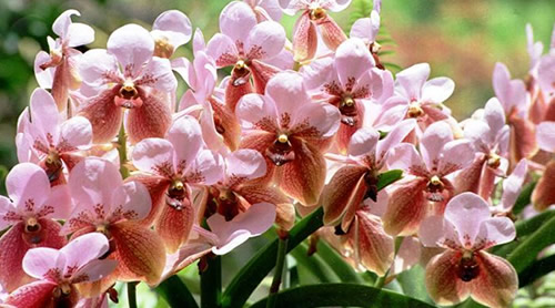 List of Flowers in the Philippines