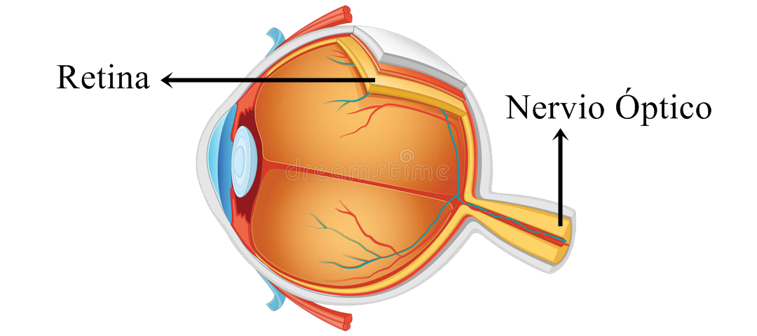 Retina ~ Biopsicosalud