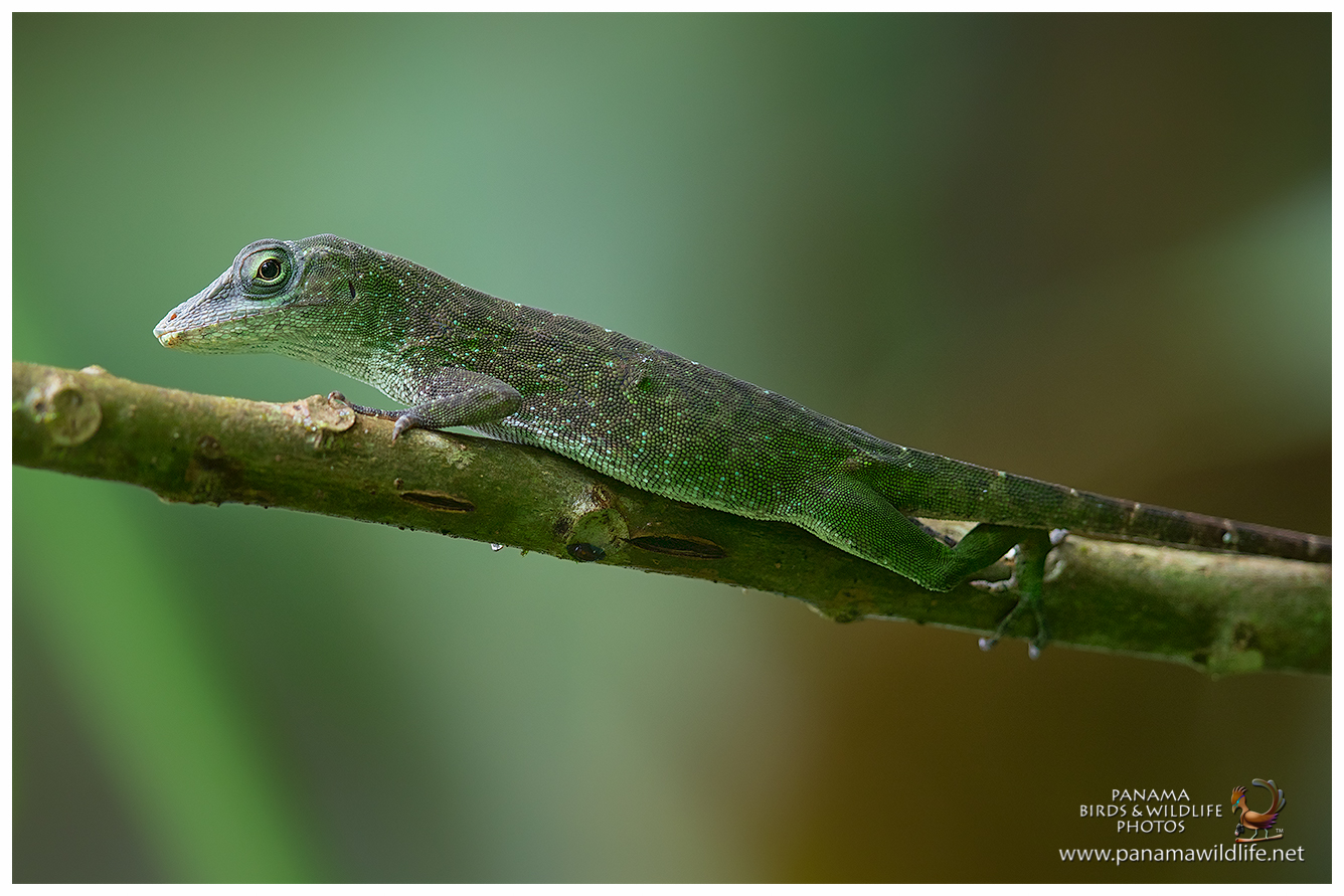 Wildlife photography at Panama's Pipeline Road