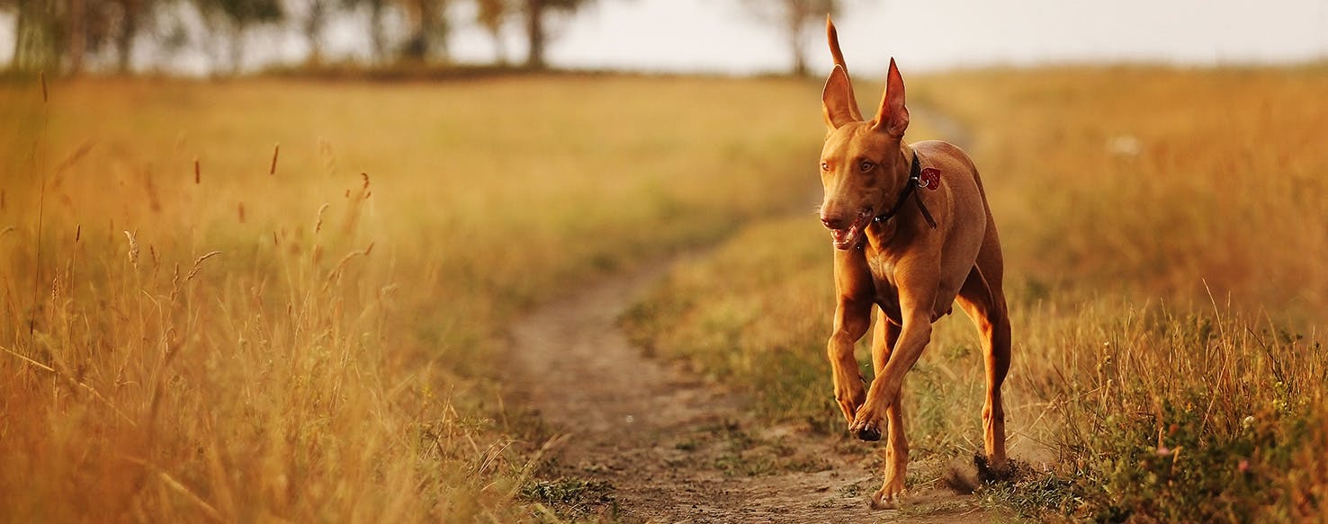 Pharaoh Hound - Breed Profile | Australian Dog Lover