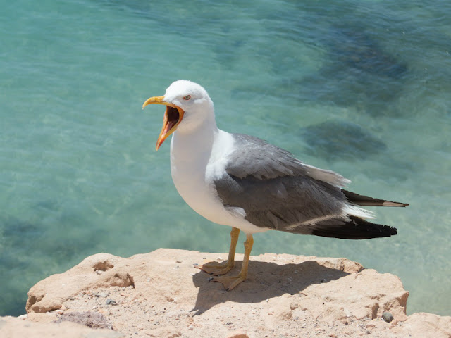 Sandra's Ark: The Seagull in Jersey - A Dose of Encouragement