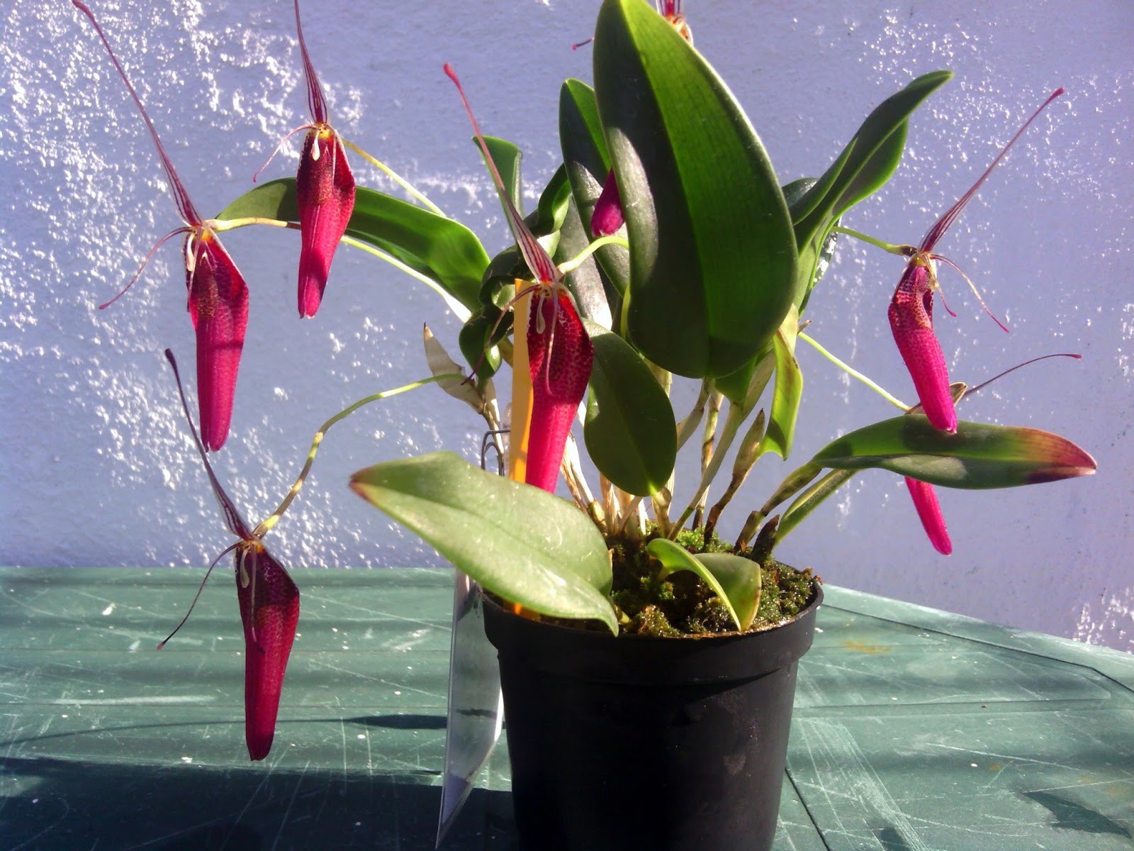 Restrepia guttulata care and culture | Travaldo's blog