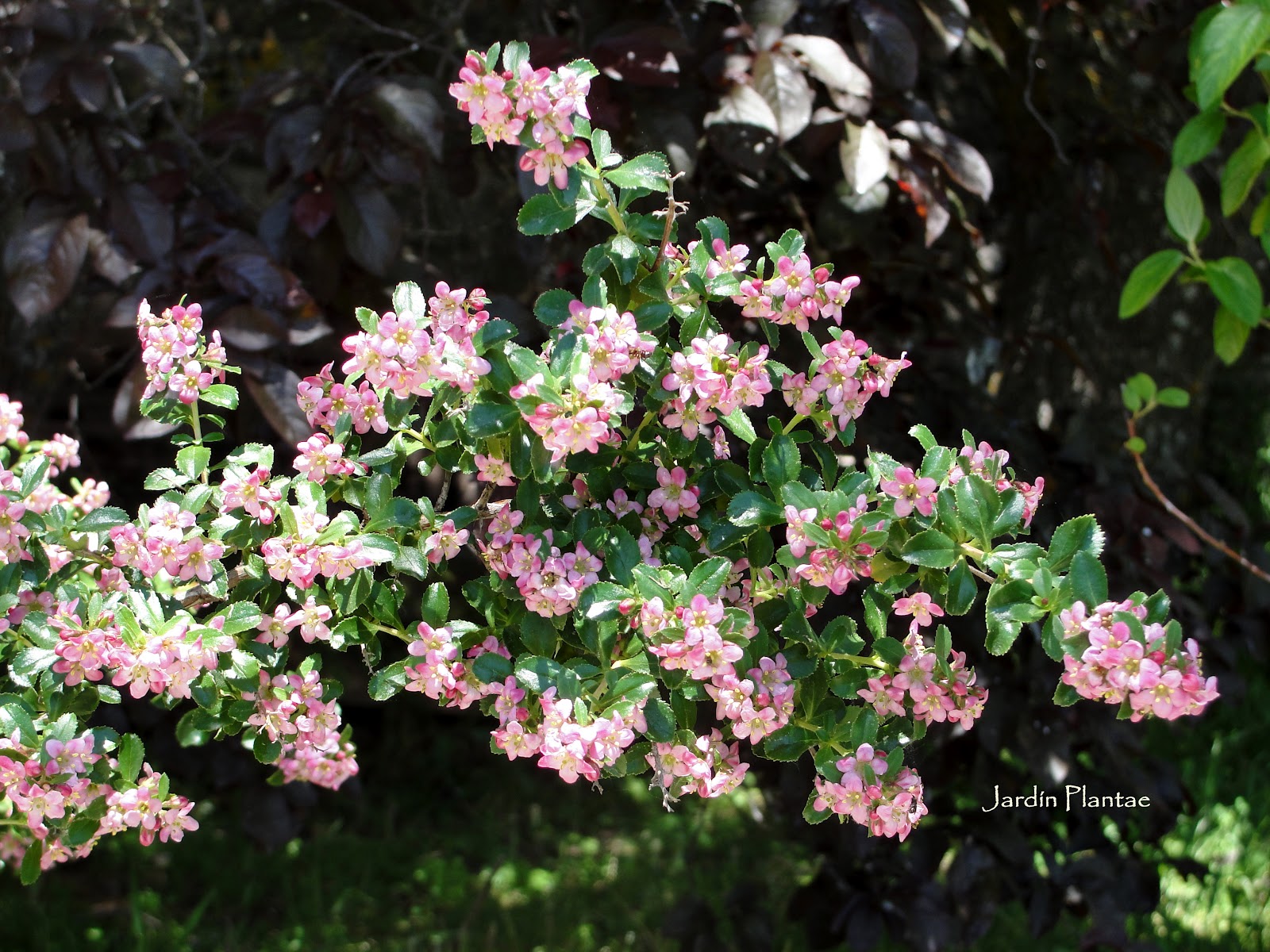 Jardinería Plantae: Escalonia