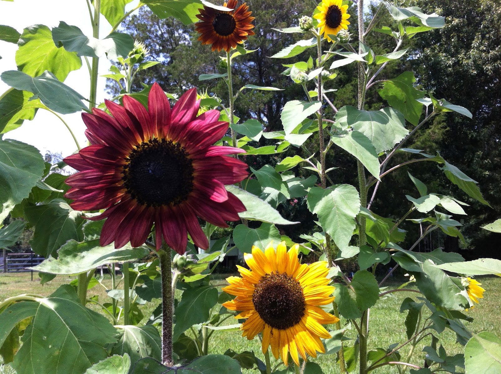 Tatum's Farm: Sunflowers in August