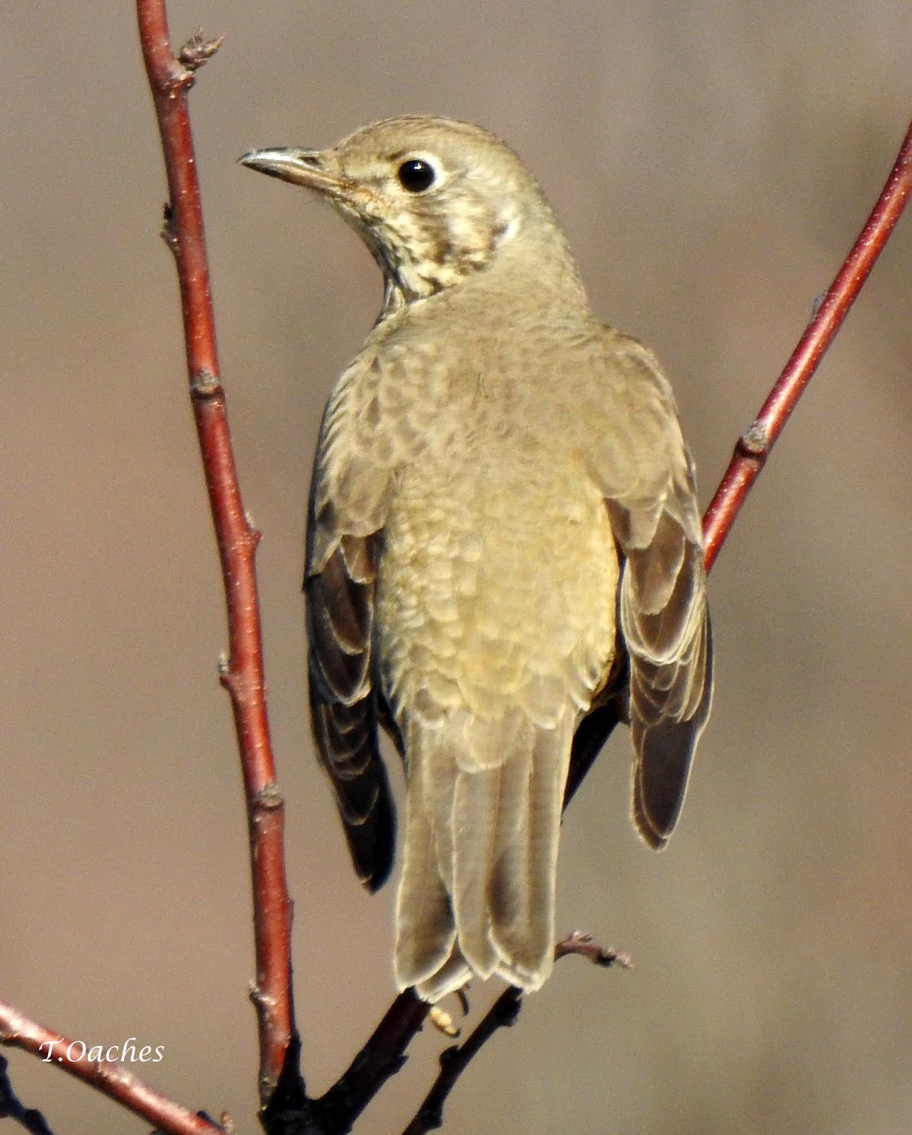 PASARI DIN ROMANIA: STURZ DE VASC, Turdus viscivorus