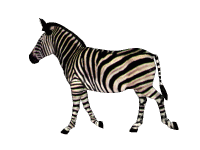 Zebras - Cia dos Gifs