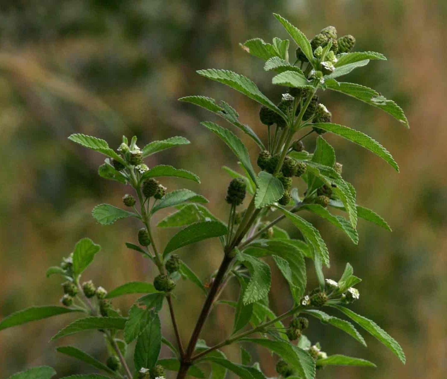 Health Benefits Of Zumbani And All You Need To Know About The Plant!