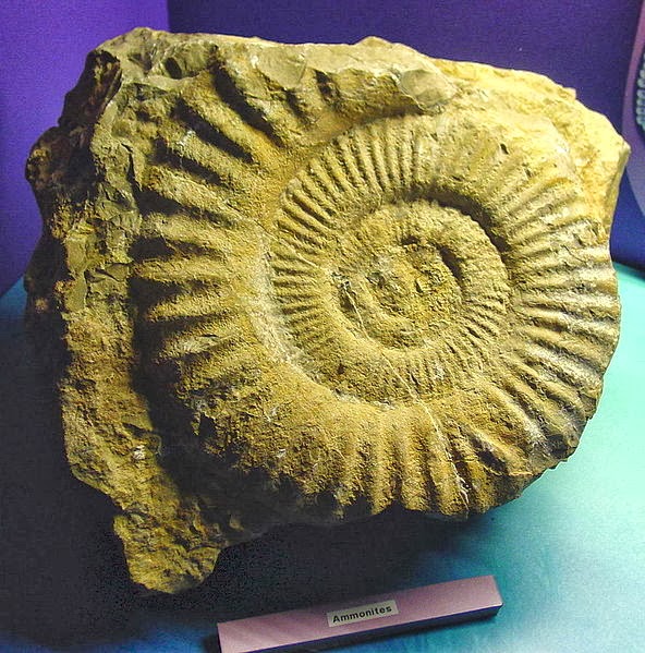 Ammonite