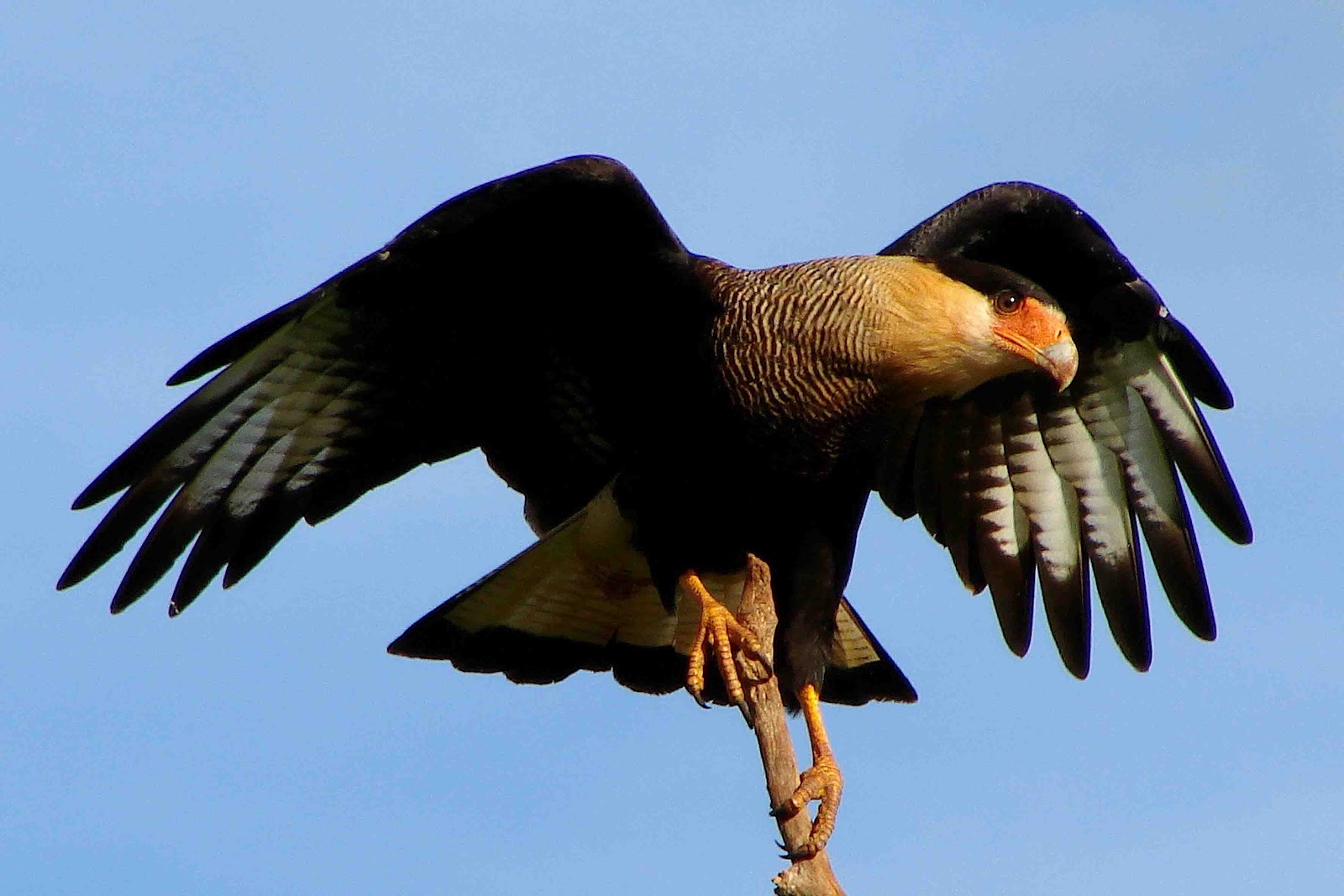 Fotografias de Natureza Brasil: "Gavioes do Brasil" _ Hawk of Brazil