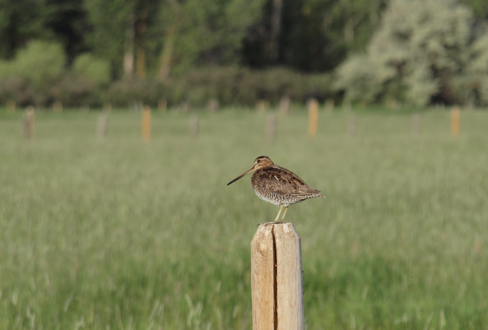 Birding Is Fun!: Wilson's Snipe