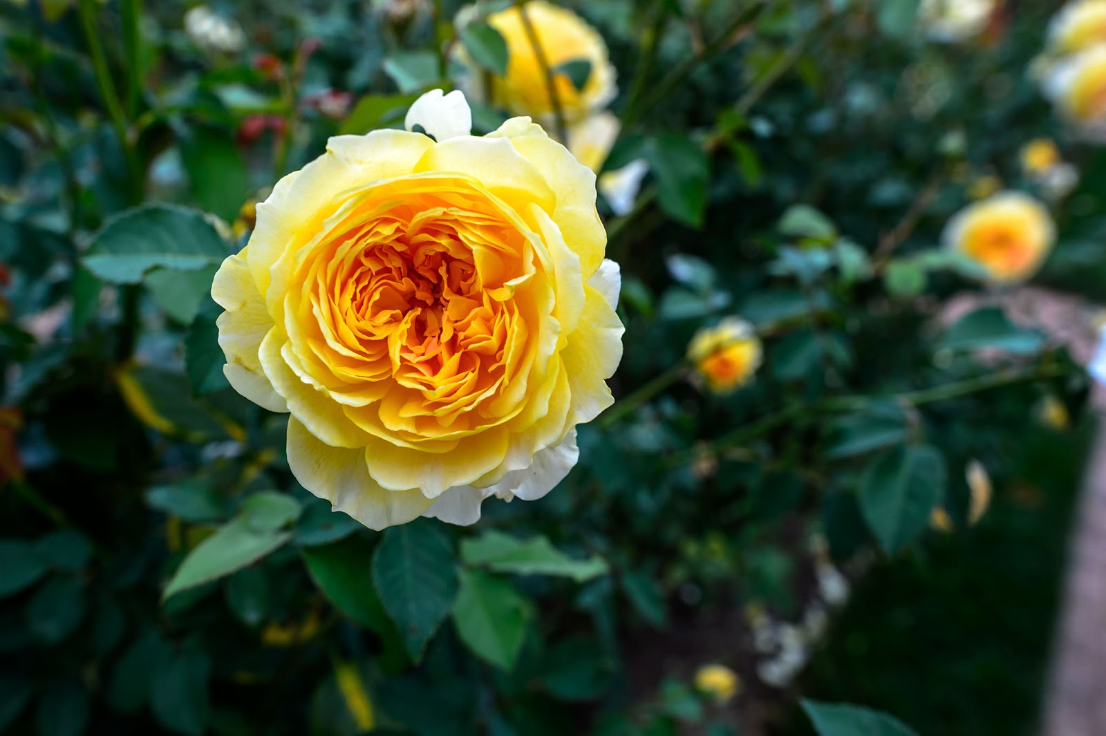 Bubba's Garage: Photos of Biltmore Gardens in the Fall