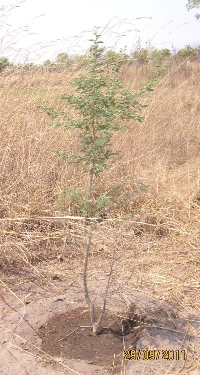Z-factor Blog: Promoting Musangu (Faidherbia albida) Cultivation: Some ...