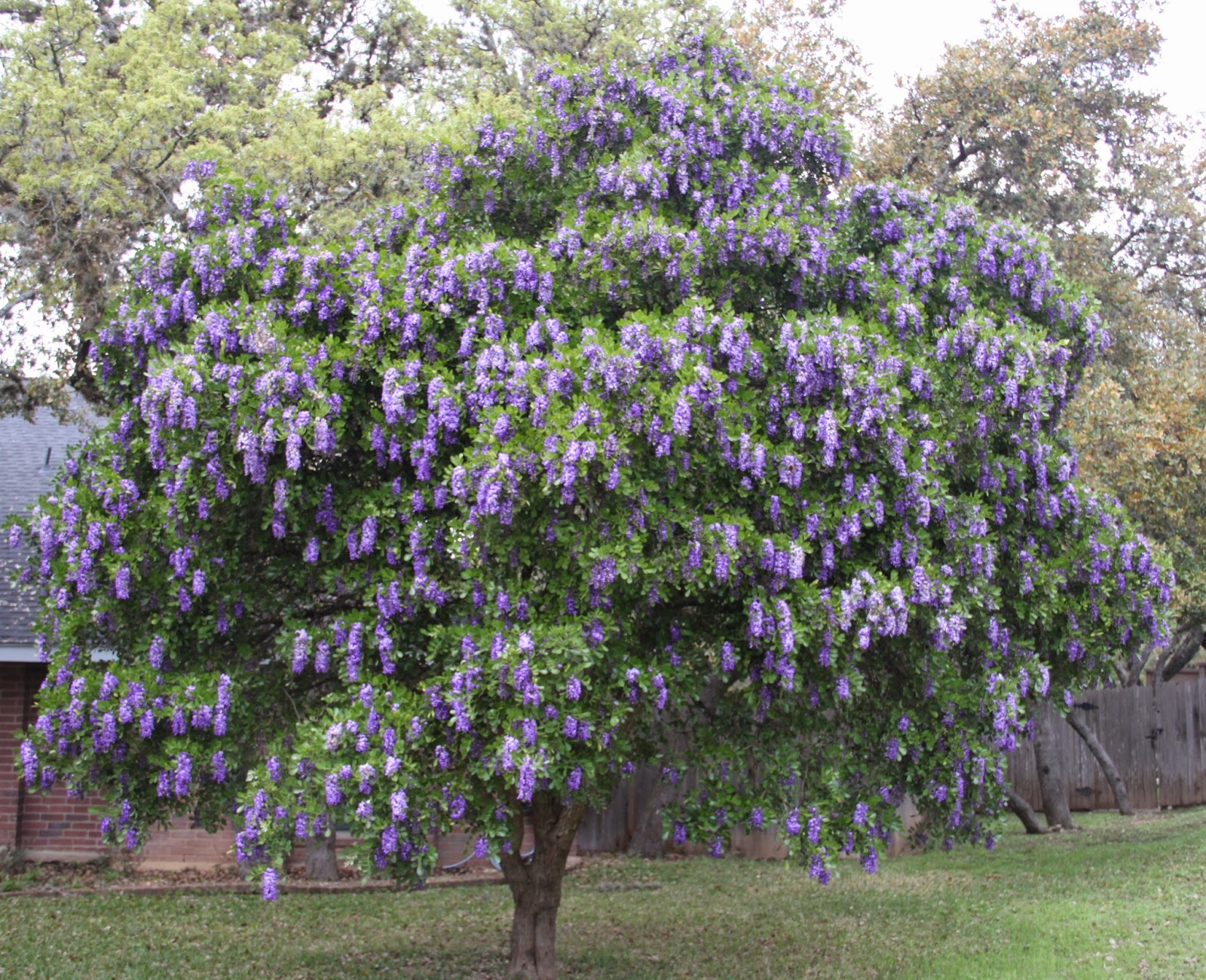 Rock-Oak-Deer: Spectacular Sophora Secundiflora