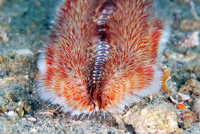 Real Monstrosities: Fireworm, Chloeia