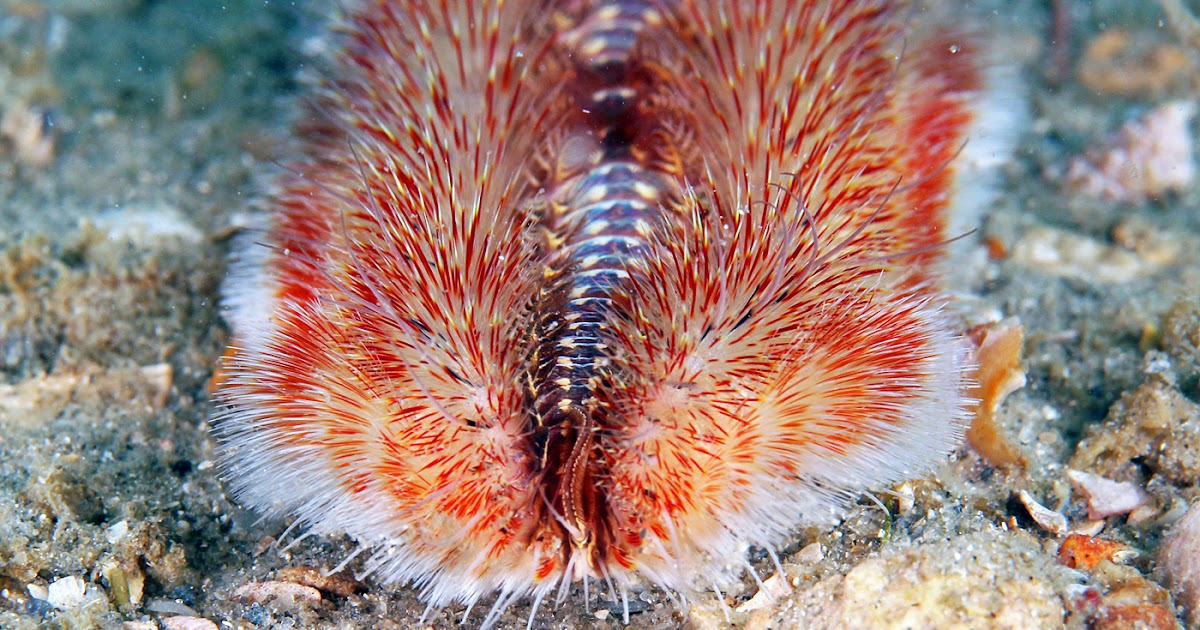 Real Monstrosities: Fireworm, Chloeia