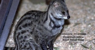 Pasaran Harga Musang | Drh. Fira Sovica