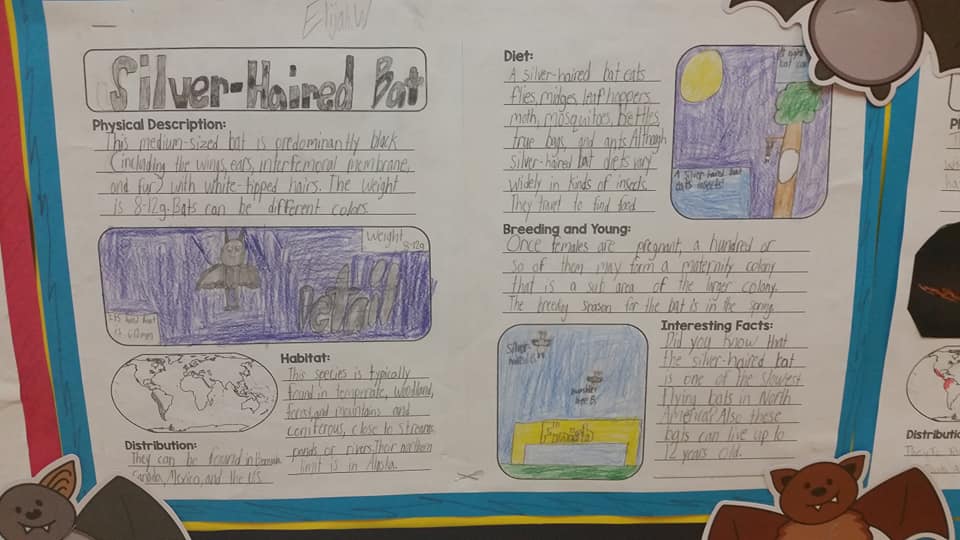 Growing a STEM Classroom: Bats!