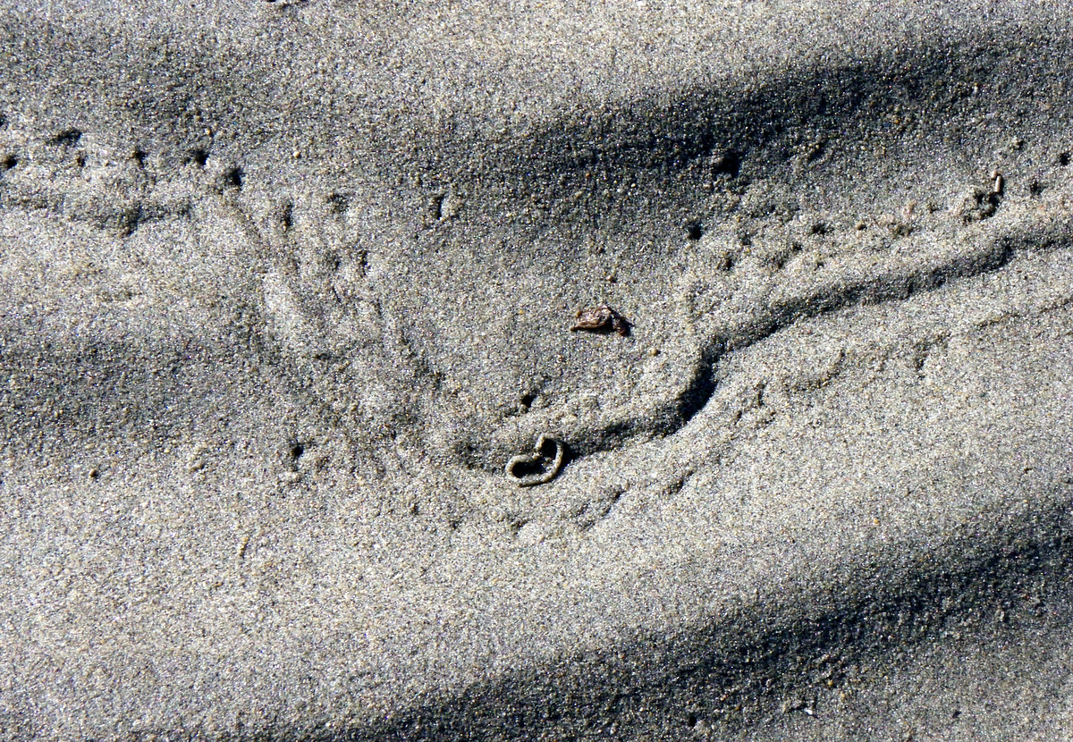 Wanderin' Weeta (With Waterfowl and Weeds): 03/01/2012 - 04/01/2012